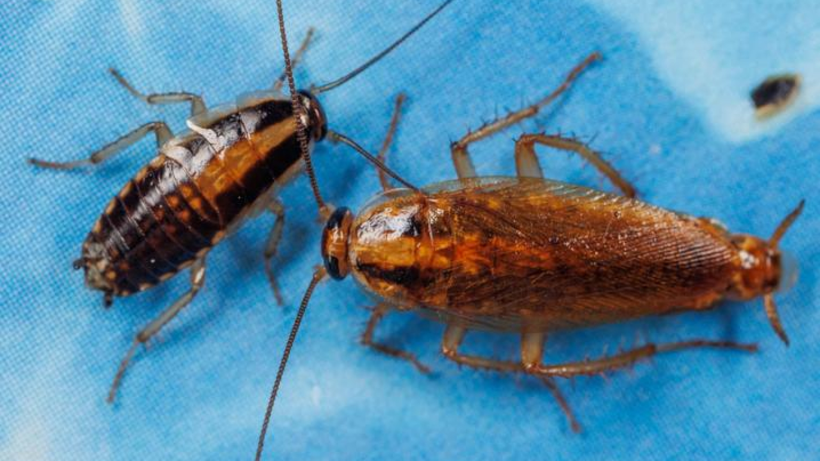 UK-led team to cut cockroach infestations, asthma risks in affordable ...