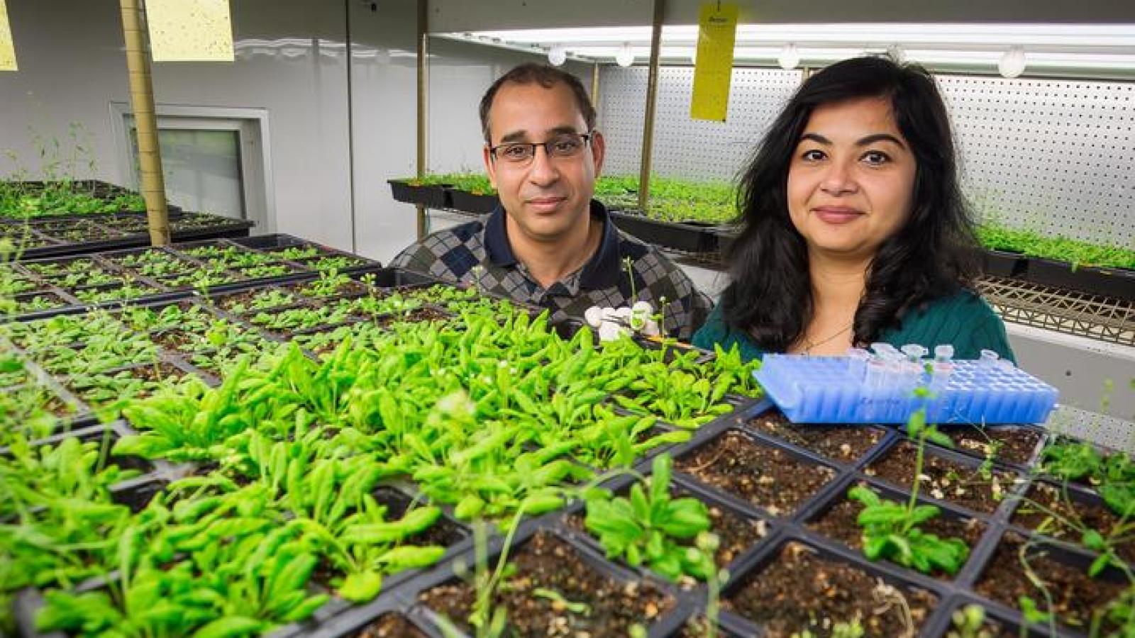 From plants to people: How amino acid, vitamin balance links plant ...