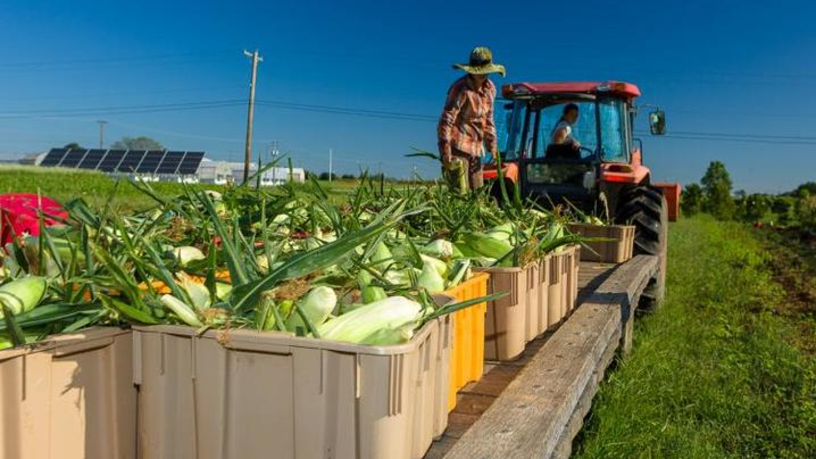 UK Researchers Partner With National Group to Help CSAs Thrive | UK ...