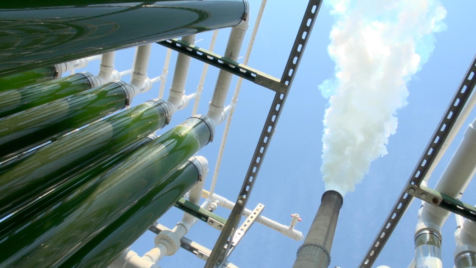 Algae CO2 Capture Part 1: How it Works | UK Research