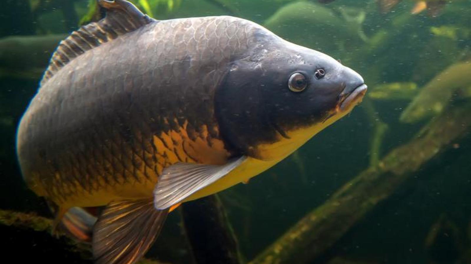 UK transforming invasive carp into health-boosting collagen products ...