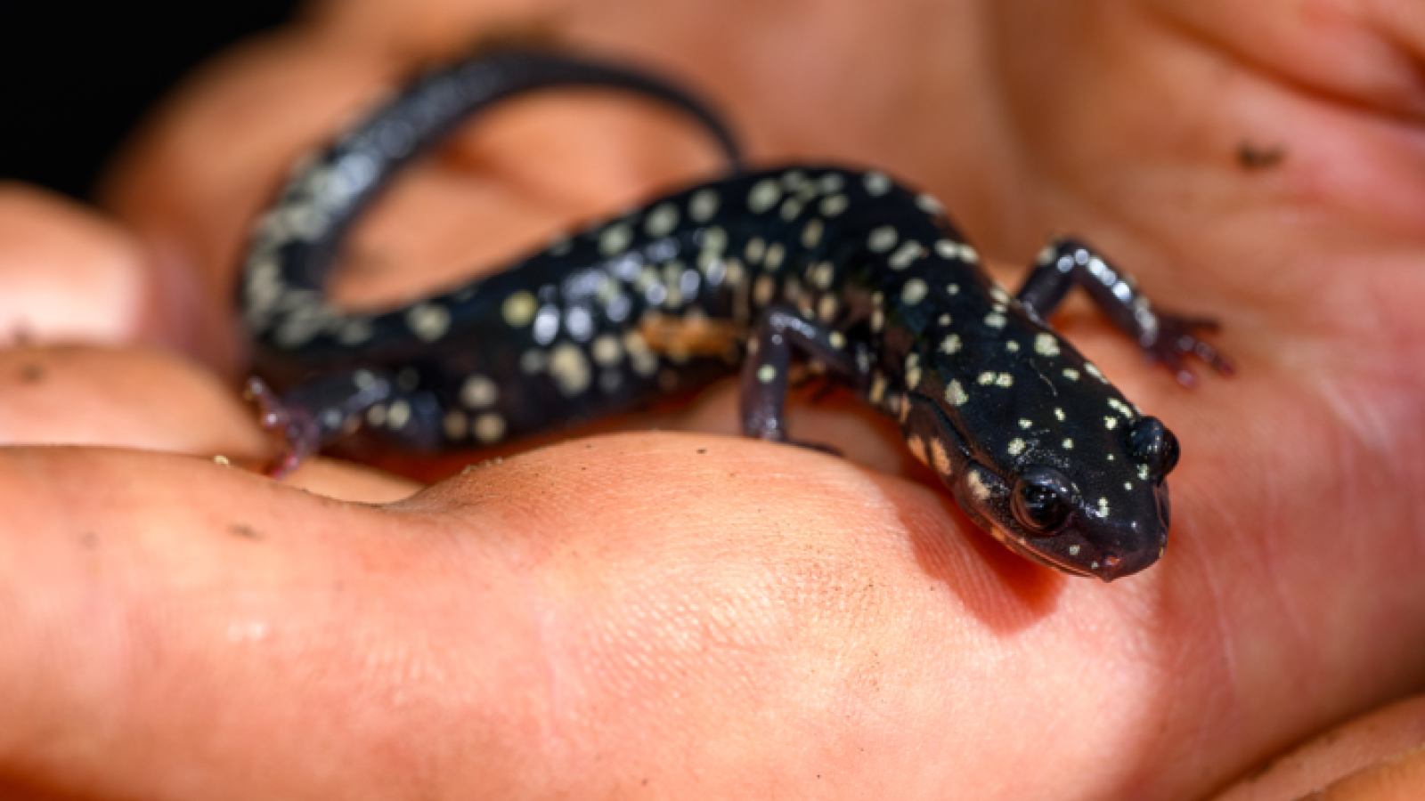 UK senior’s salamander research leads to success outside the classroom ...
